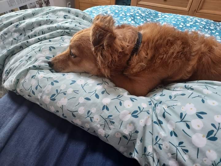 Adventures with Goji the Dog (1) | butterfliesreleased